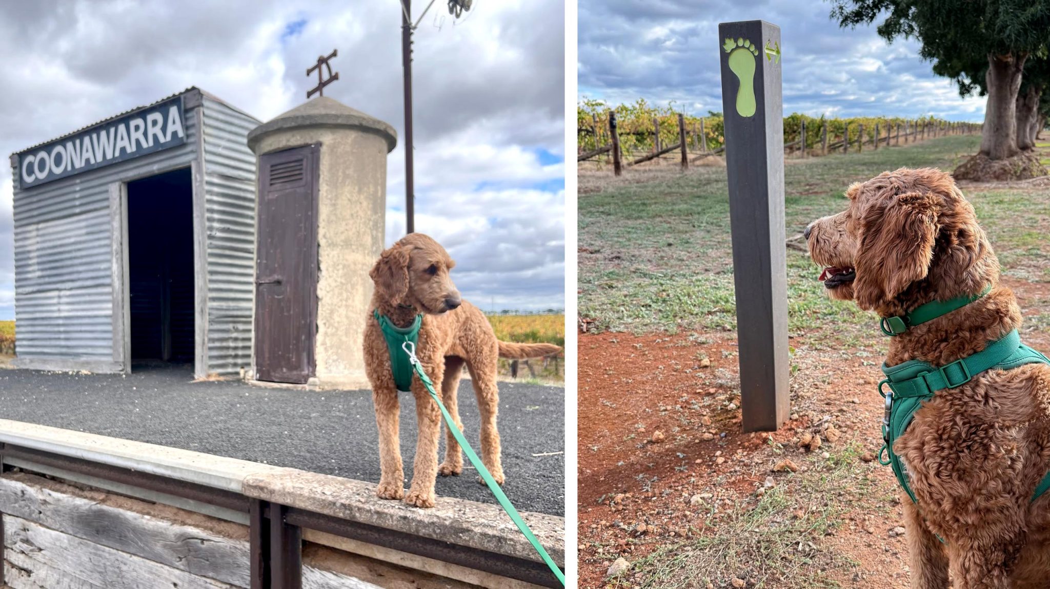 Coonawarra Woof & Wine Walk - Saturday 11 October 2025, 11am-4pm ...